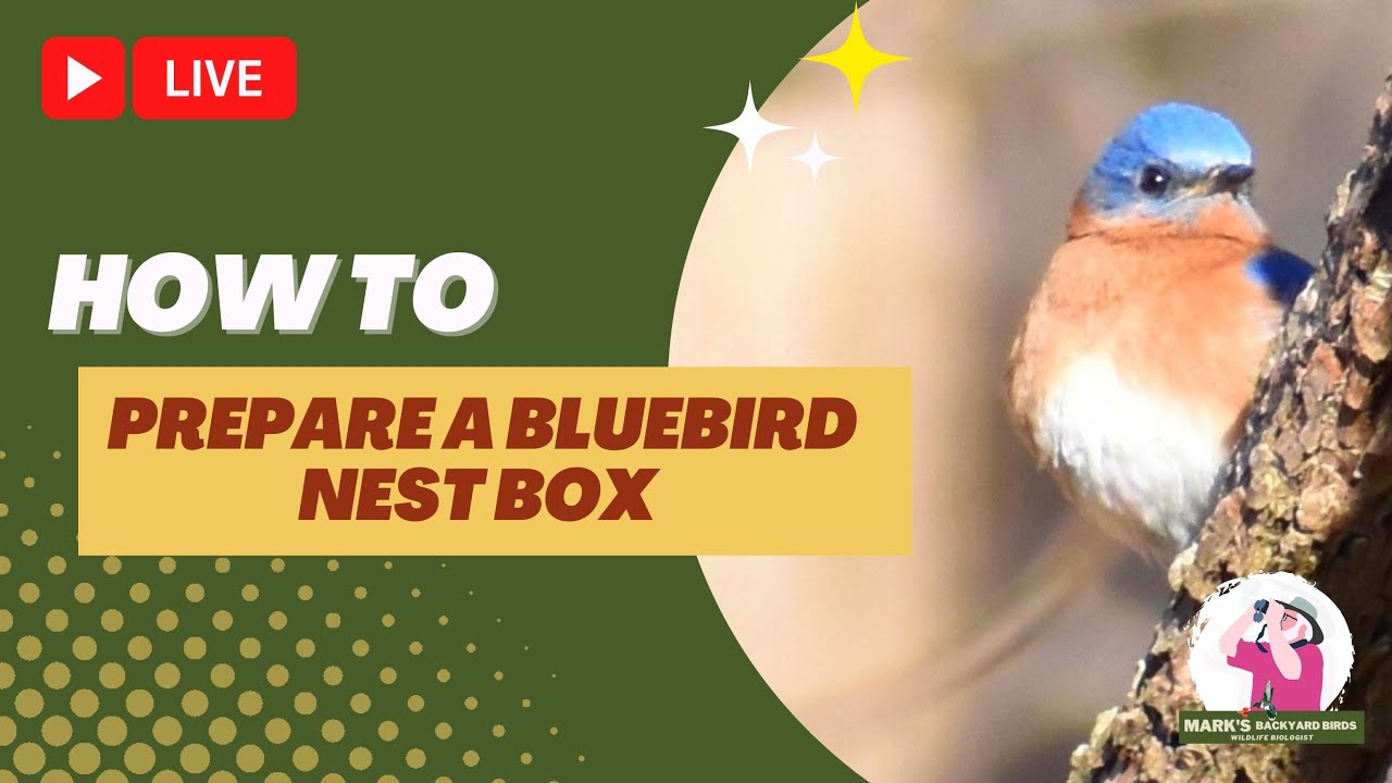 Bluebird Nest Box Preparation Time - YouTube