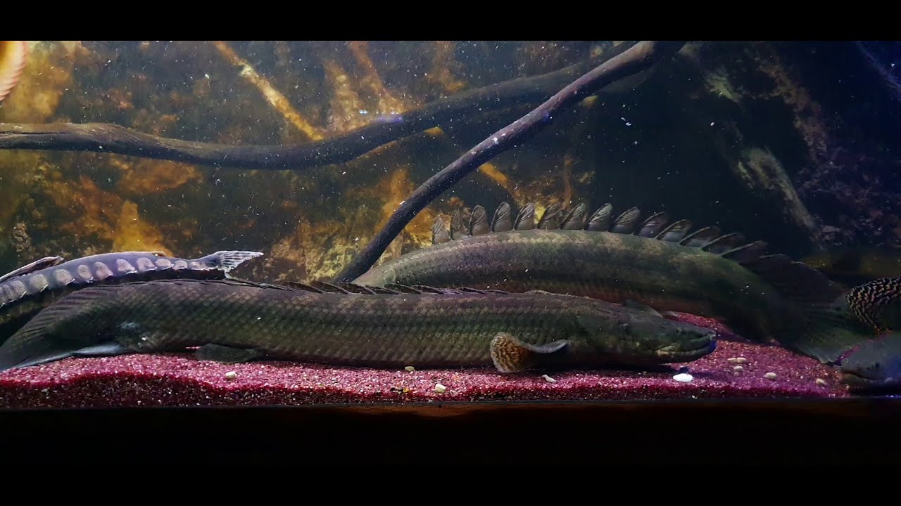 18112020 6FT POLYPTERUS TANK - YouTube