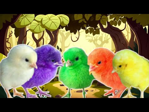 MENANGKAP AYAM TELETUBBIES, AYAM RAINBOW, AYAM WARNA WARNI🐤🐤🐤 - YouTube