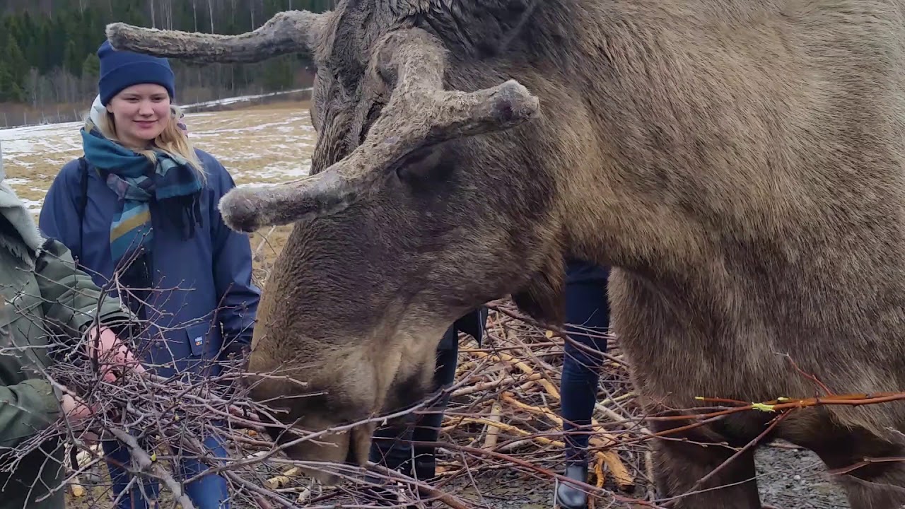 An Elk Farm in Sweden - YouTube