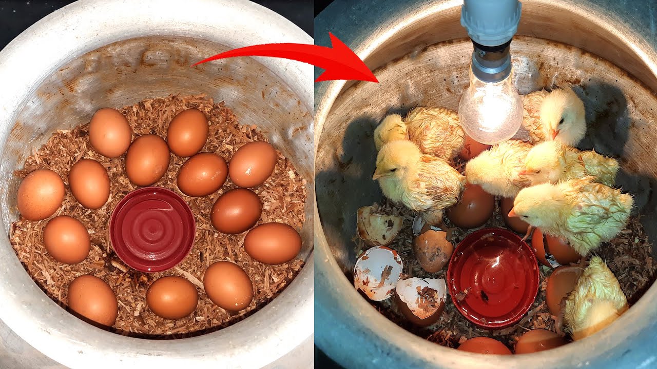 How to make incubator using silver pot with electricity bulb for ...
