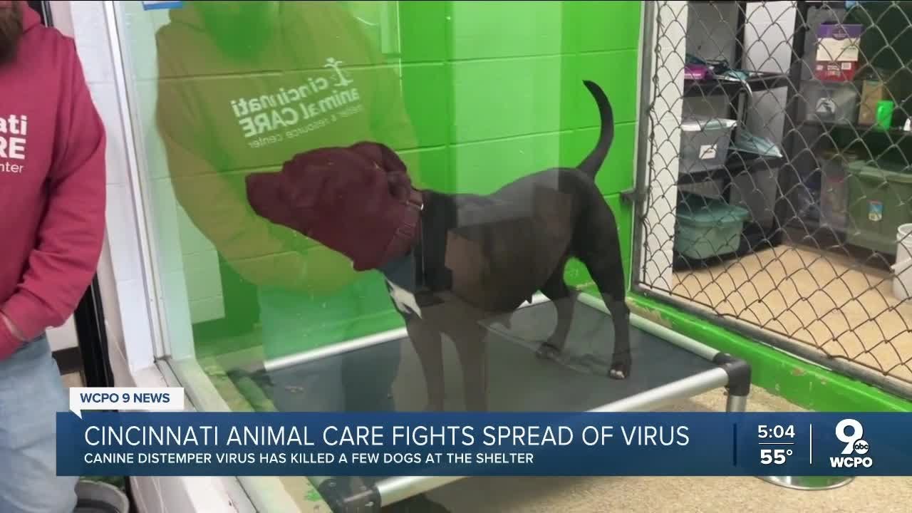 Shelter forced to restrict dog intake after deaths from Canine ...