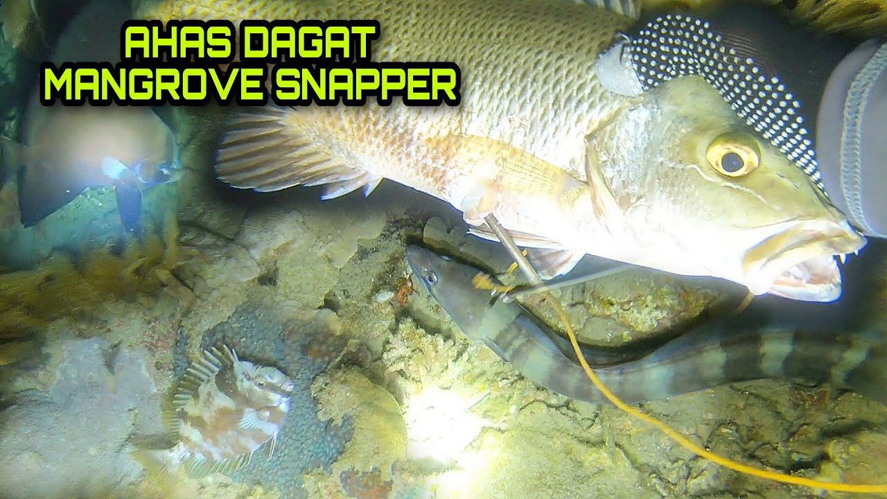 Ahas Dagat, MANGAGAT at Sari-saring Seafoods Night Spearfishing - YouTube