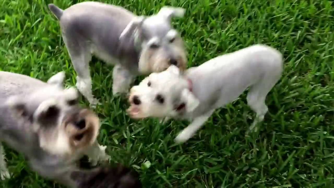 It's a Mini Schnauzer party! - YouTube