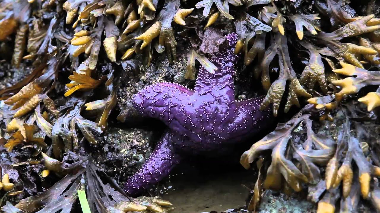 Scientists Zero-In On What's Causing Starfish Die-offs - YouTube