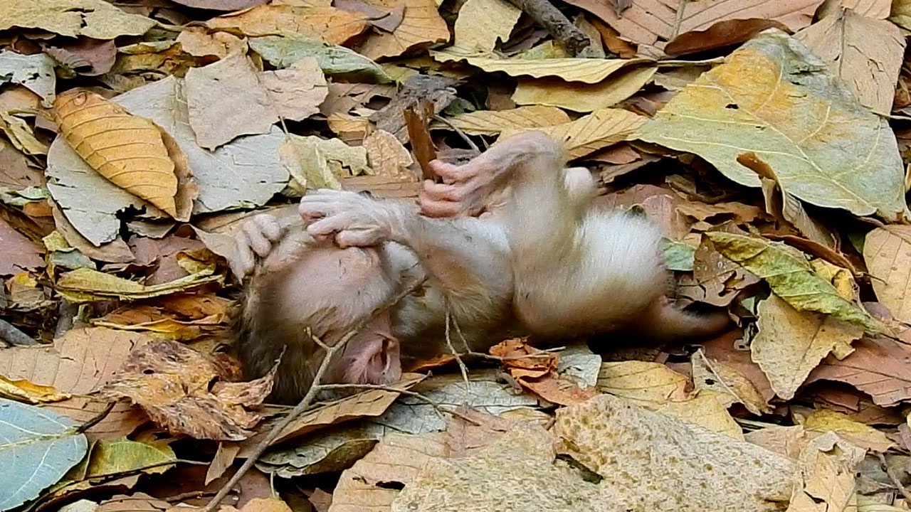 Very sad to see just born baby monkey headache because of mom why mom ...