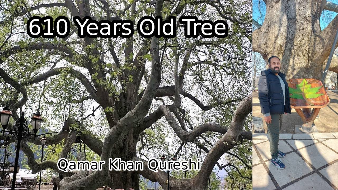 610 Years Old Inkaya Chinar Tree, Bursa | Turkey - YouTube