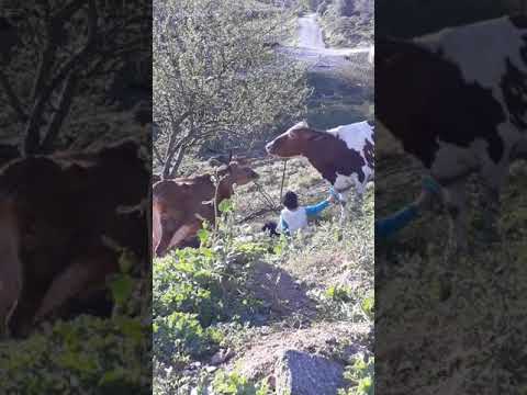 hayvan sevgisi olmayanda insan sevgisi ne arar..