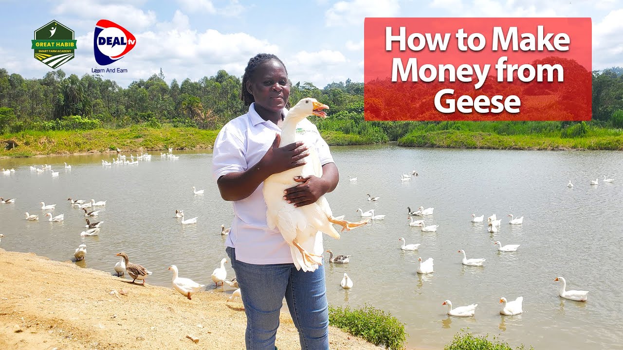 How to Make Money with Geese Goose Farming in Uganda - Great Habib ...