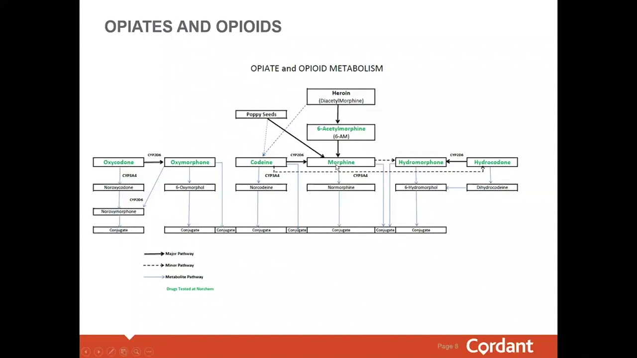 Interpreting Opiate Drug Test Results - YouTube
