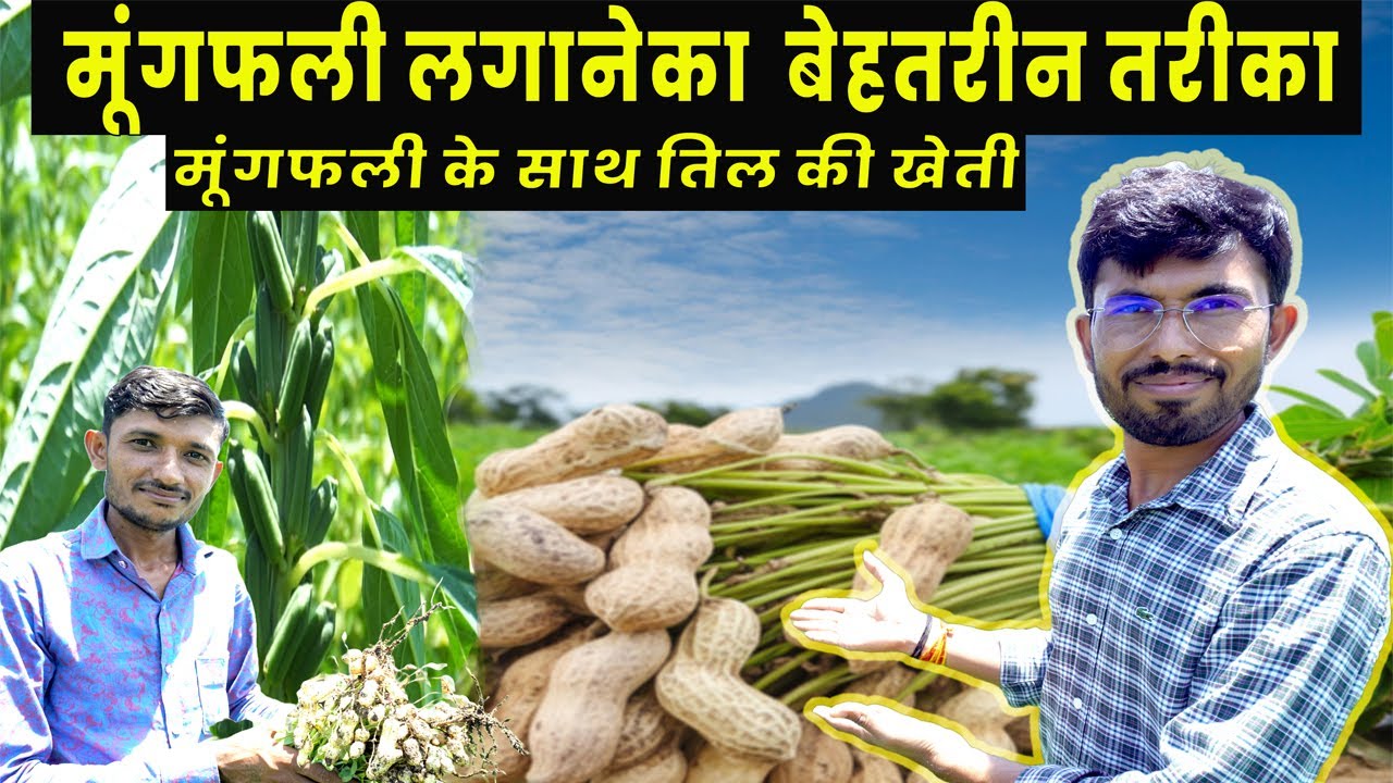 मूंगफली के साथ तिल Farming Model |Groundnut and Sesame with Drip ...