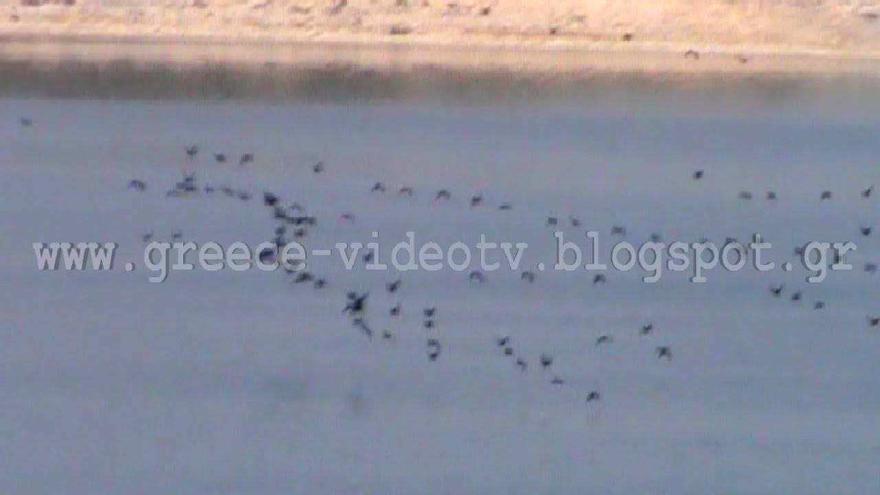 Birds migration Lake Polifitou Kozani Macedonia Greece Κοζάνη Λίμνη ...