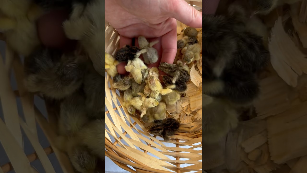 Look what I woke up to this morning! Lots of baby button quails 😍🐣 #babyanimals #pets # ...