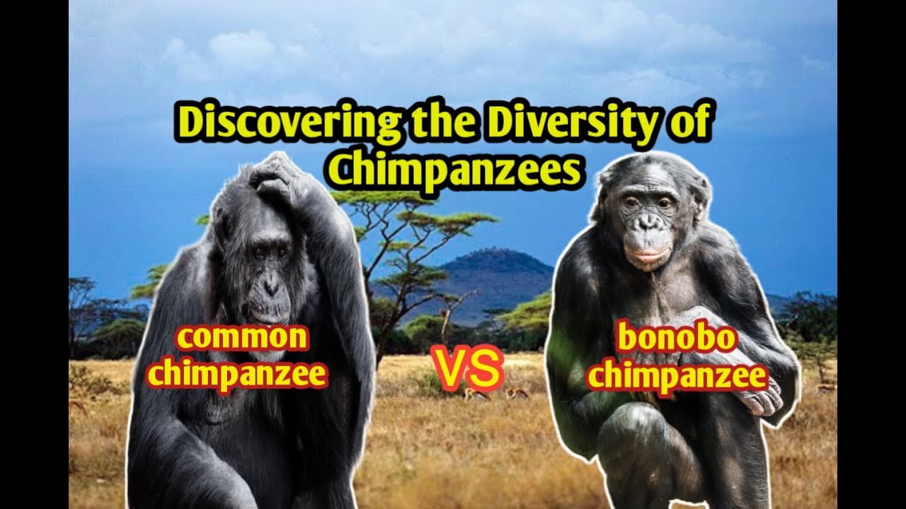 Chimpanzees: Exploring the Different Types in the Wild - YouTube