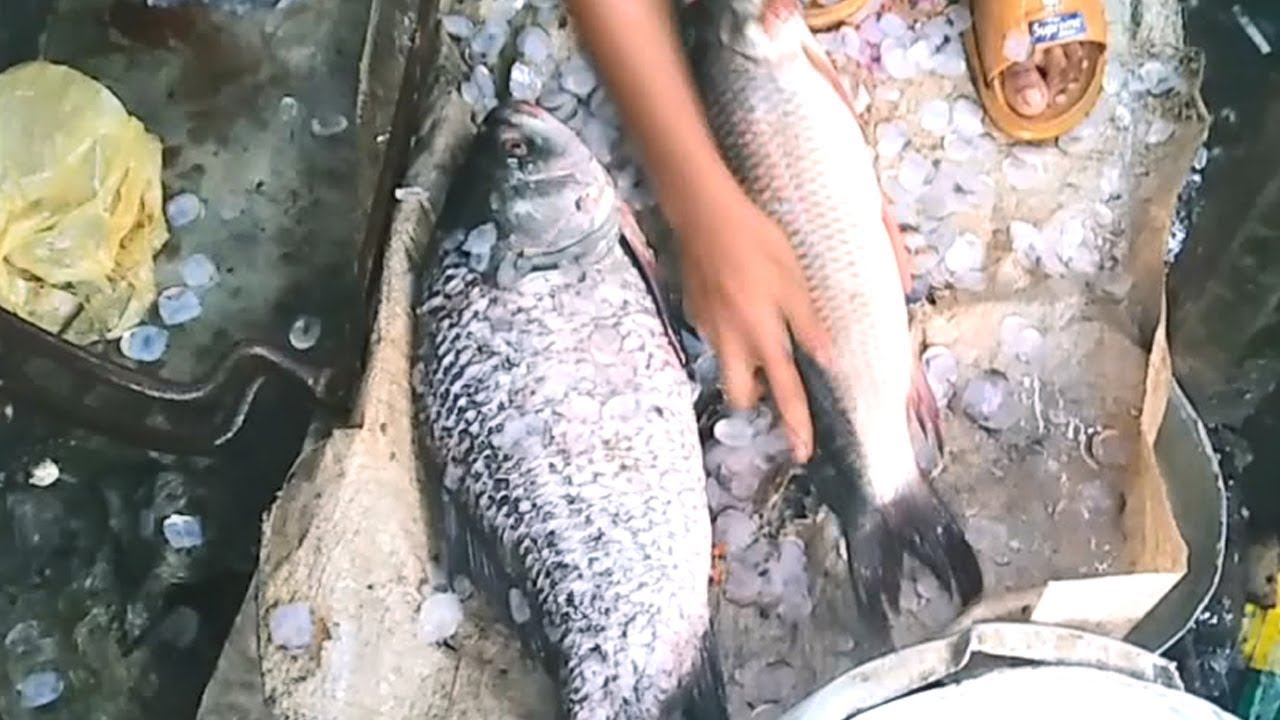 Big River Fish Slice Into Pieces | Huge Rohu Fish Cutting in the Market ...