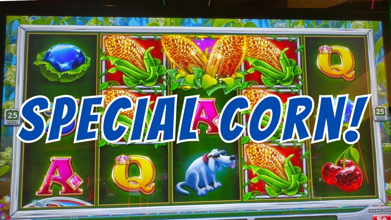 Special Corn Bonus on Cash Crop #slots #casino #slotmachine - YouTube