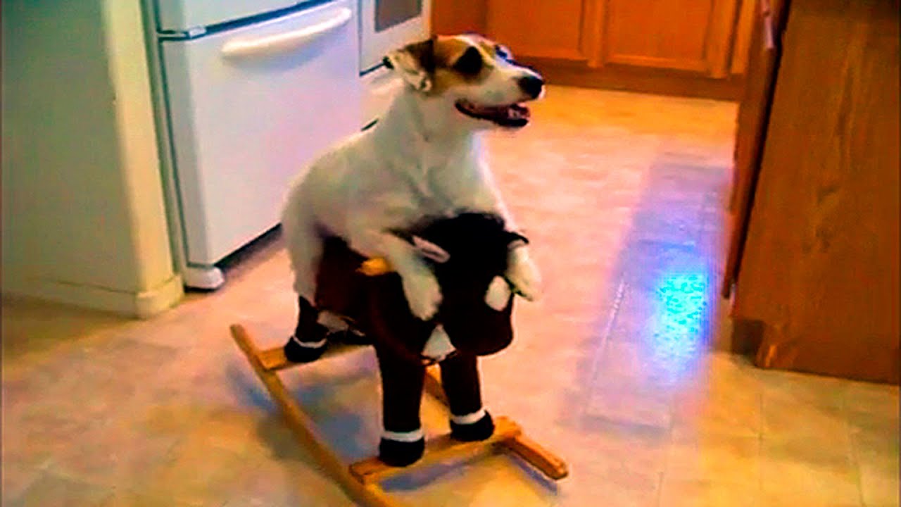 Adorable Dog Tricks 25 YouTube adorable-dog-tricks-25-youtube