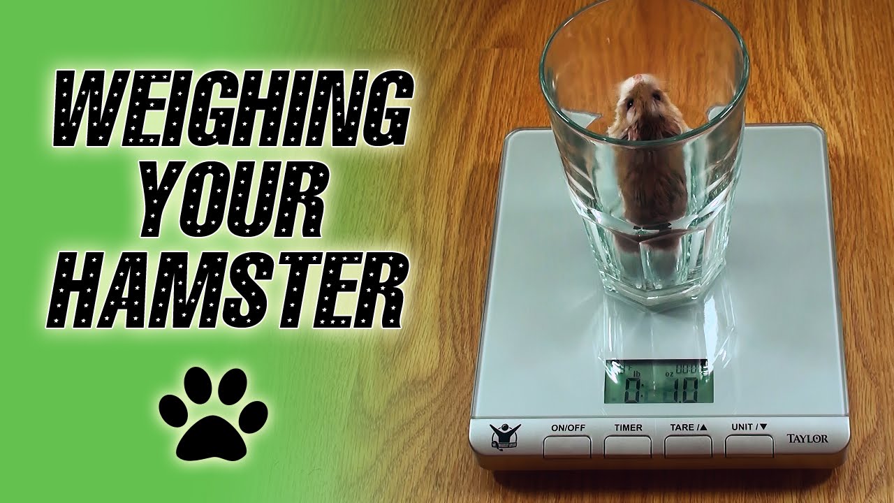 Weighing Your HAMSTER - YouTube