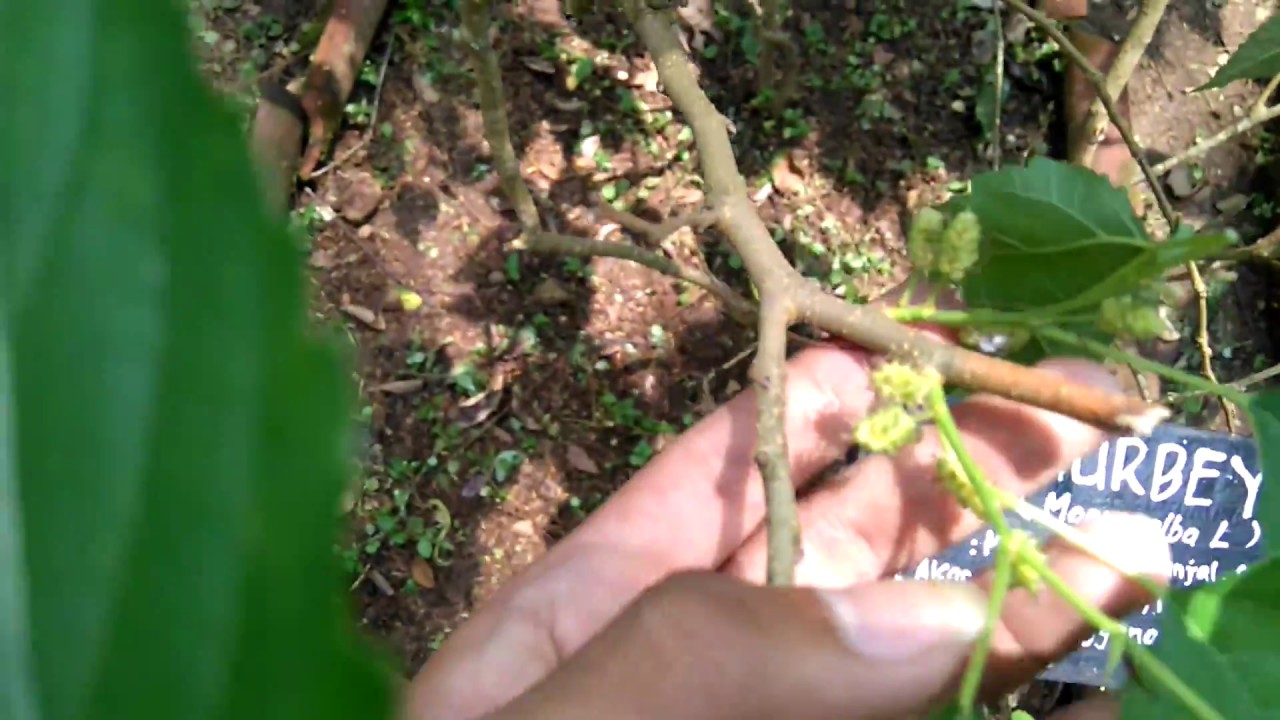 Tanaman Murbei, Mulberries Plant (Morus L.) - YouTube
