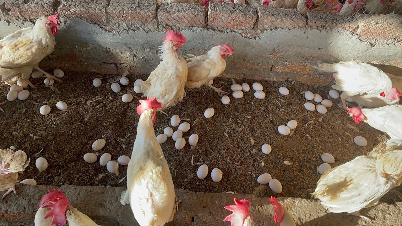Harvesting Chicken Egg Collecting Daily Routine | Chicken Farming ...