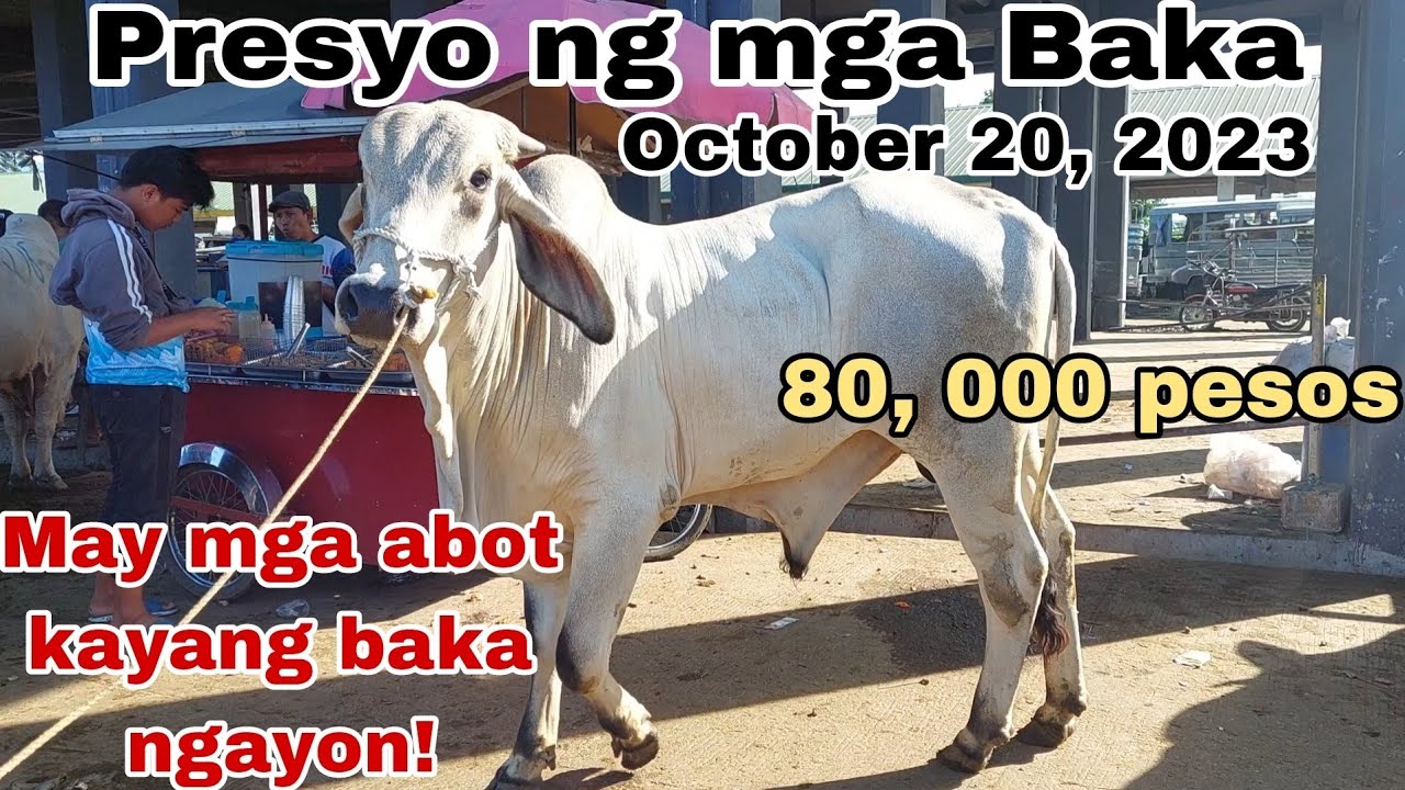 May Abot Kayang Baka Ngayon! | Update sa Presyo ng Baka sa Padre Garcia ...