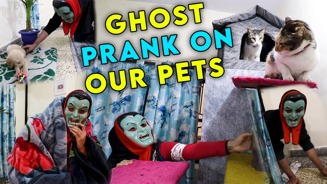 GHOST PRANK ON OUR PETS - THE PAWS FAMILY - YouTube