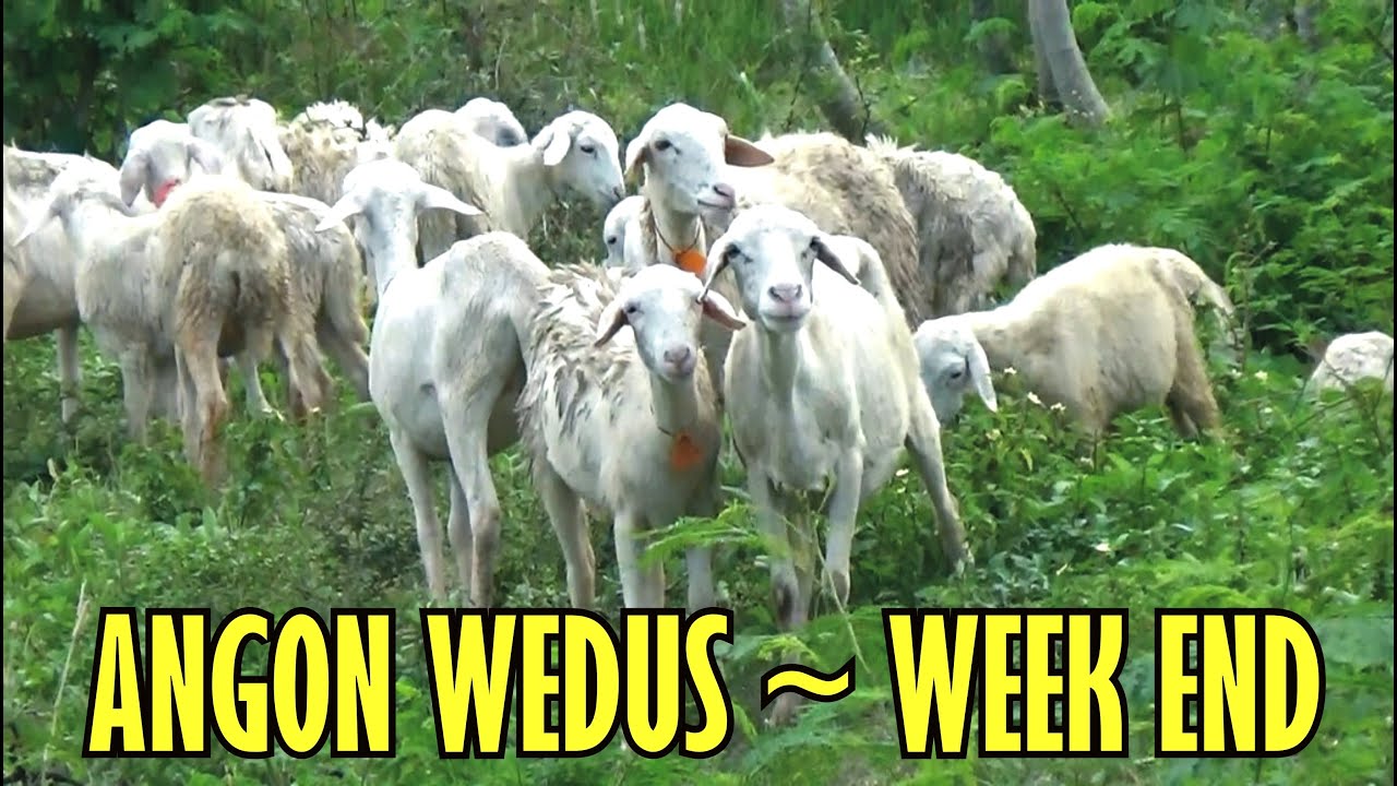 ANGON WEDUS - GEMBALA KAMBING PINGGIR SUNGAI (MINGGU SORE) - YouTube