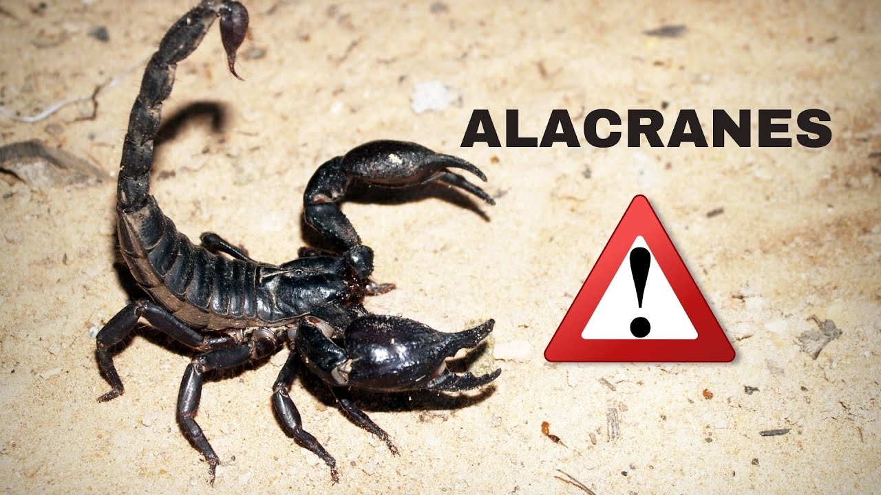¡Los escorpiones y los alacranes son fascinantes criaturas! Aquí tienes ...