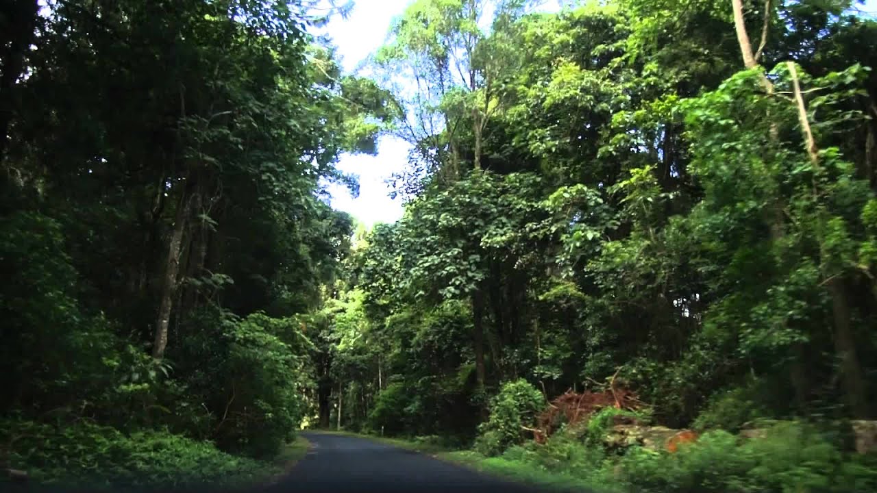 Bunya Mountains Rainforest Drive - YouTube