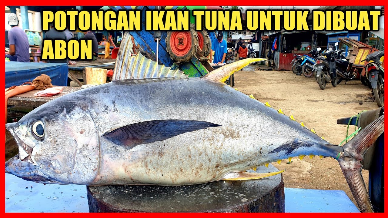 Potong Ikan Tuna Super Besar Dan Potong Ikan Baby Tuna Untuk Dibuat ...