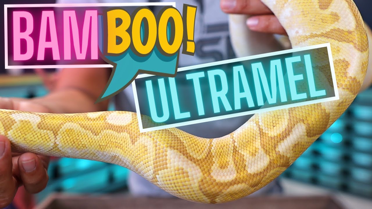 Bamboo Ultramel Project // Comparing Combos & Updates - YouTube