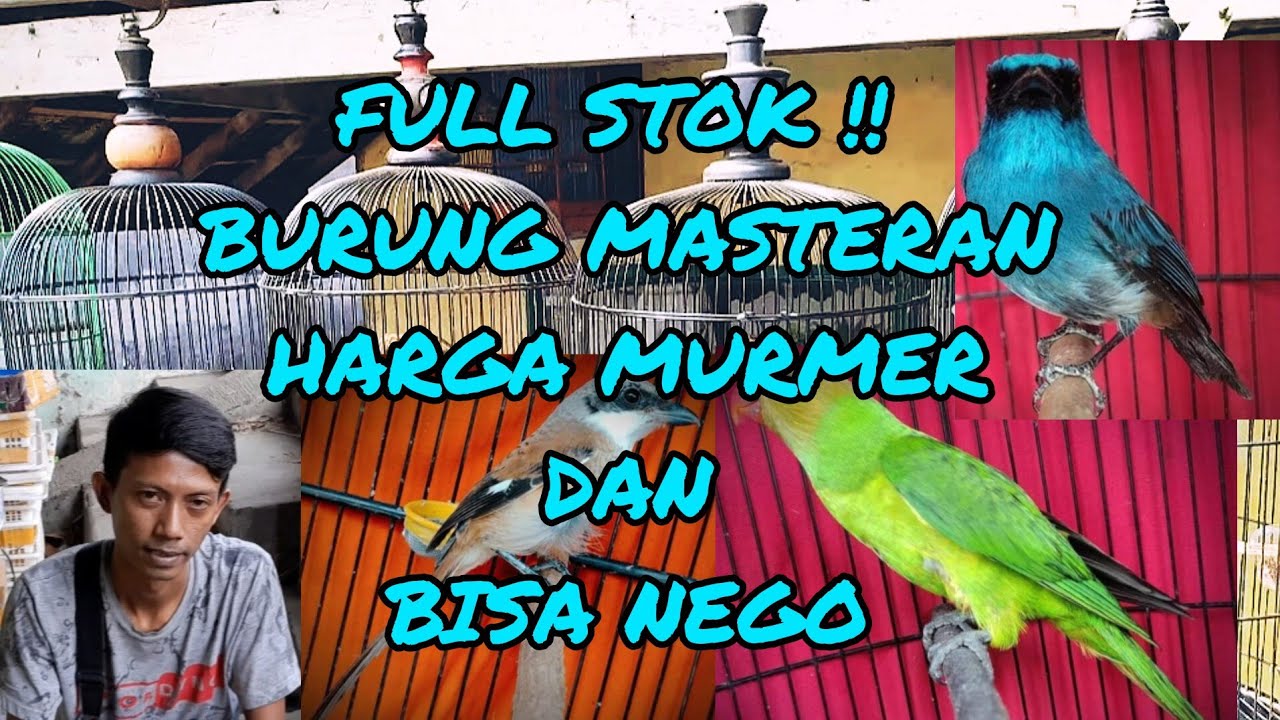 FULL STOK !! Burung masteran harga murmer dan bisa nego pastinya - YouTube