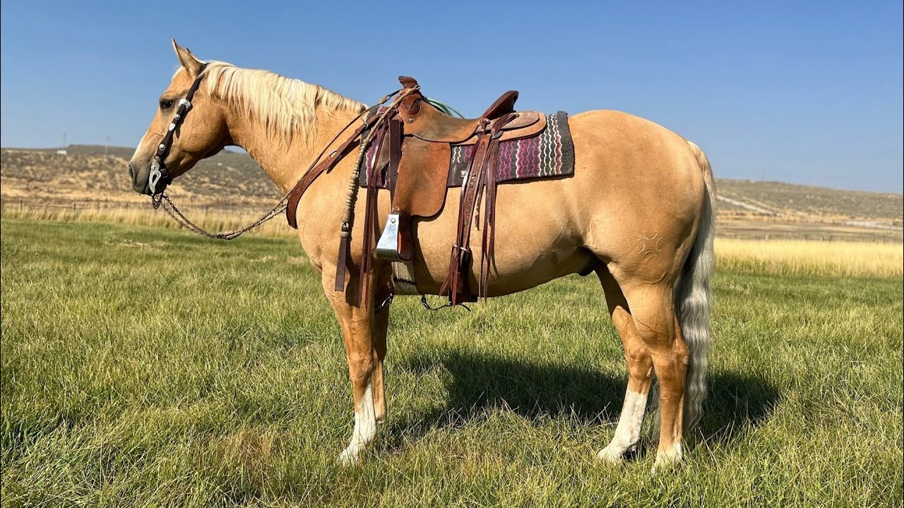 Cat An Okie - 2011 Palomino Gelding by Palo Duro Cat - Lot # 305 ...