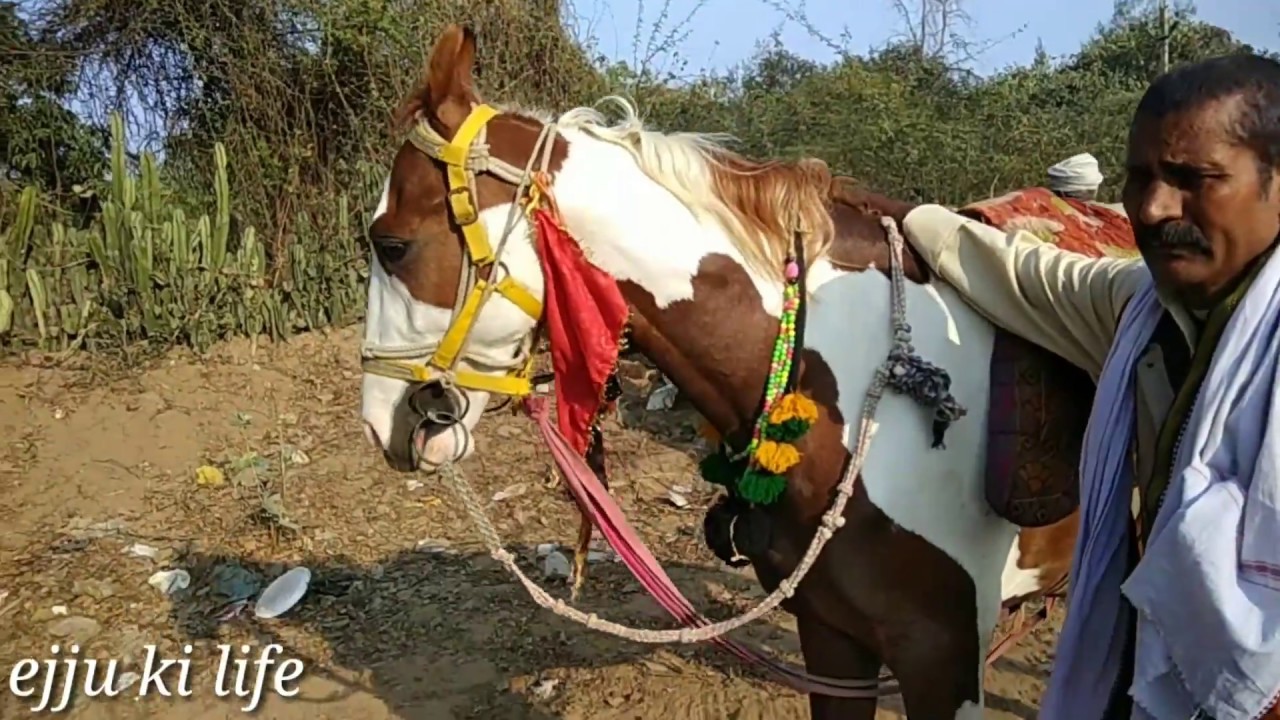 Four Days Horse Mandi Devkund Aurangabad Bihar - YouTube