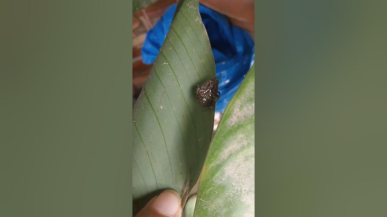 Anong klaseng gagamba to😮 - YouTube