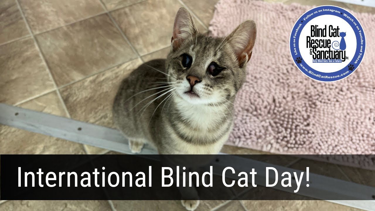 BCR News: International Blind Cat Day! - YouTube