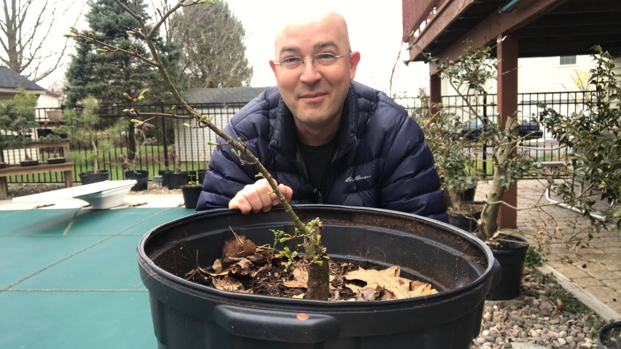 Shishigashira Japanese Maple - update and EPIC FAIL!! 😬 - YouTube