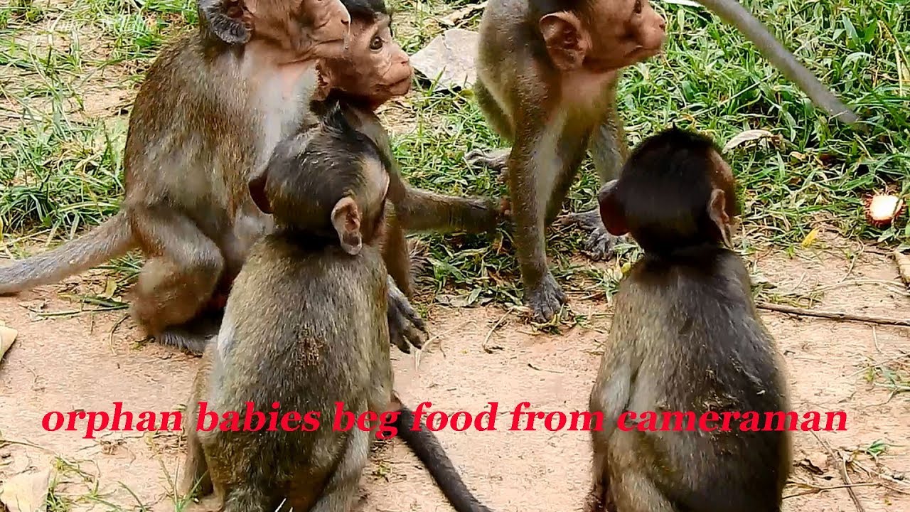 Take a look they are so hungry adorable orphan babies demand food from ...
