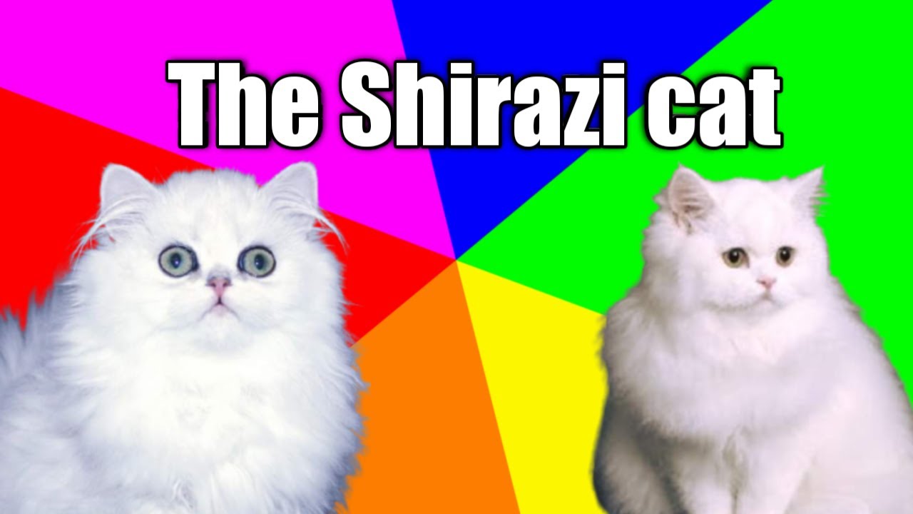 shirazi cat breed | shirazi cat characteristics - YouTube