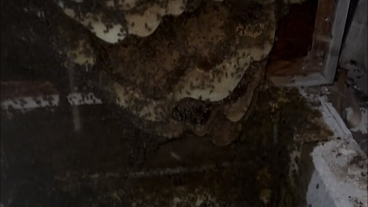 Live Bee Removal Africanized Bees #southernarizona #savethebees - YouTube