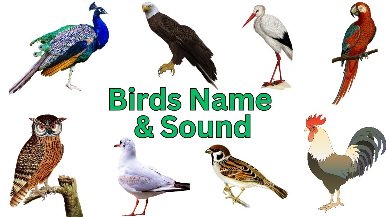 birds names and sound | bird names | 20 birds name | pakshiyon ke naam ...
