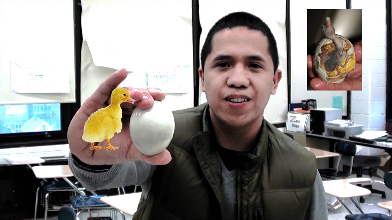 Real Life Math - Food Percentages and the percent pyramid (Balut Eating ...