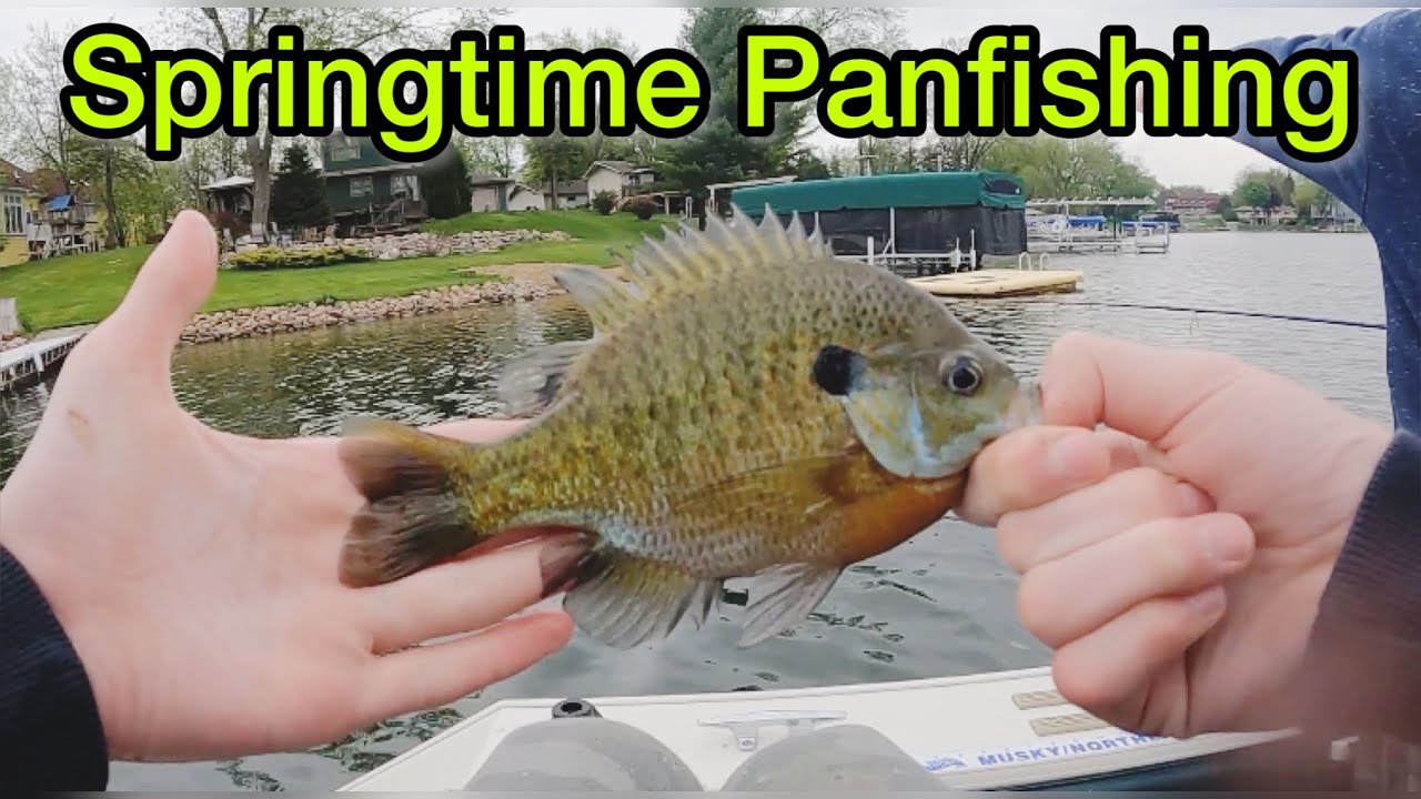 Springtime Panfishing: Fishing for Big Bluegills! - YouTube