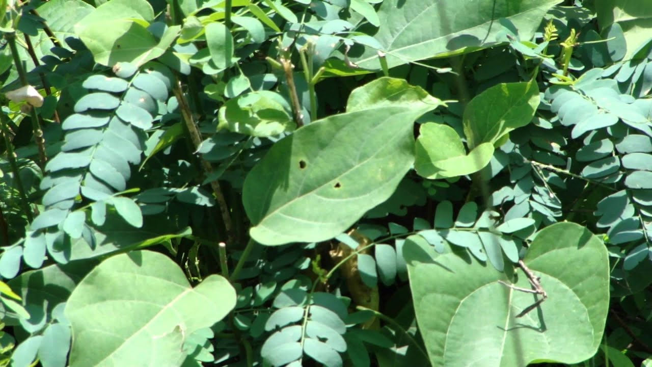 Botanicals for Leaf Curl of Papaya- Pankaj Oudhia's TAgri.K ...