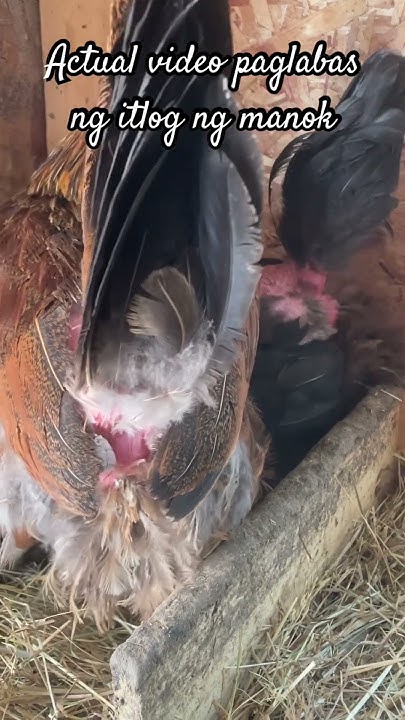 Actual video paglabas ng itlog ng manok. - YouTube
