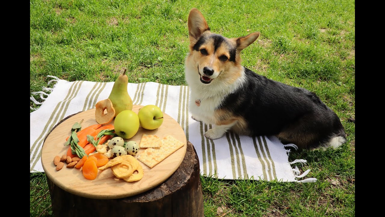 ASMR Picnic with Maya. Cute corgi puppy tests crunchy food - YouTube