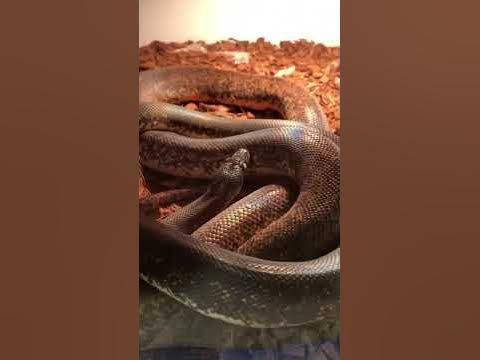 Savu pythons - YouTube