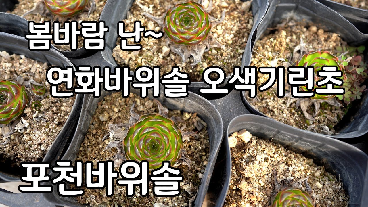 바위솔 종류 키우기 포천바위솔 연화바위솔 기린초 종류 오색기린초 단풍기린초 애기기린초 Youtube