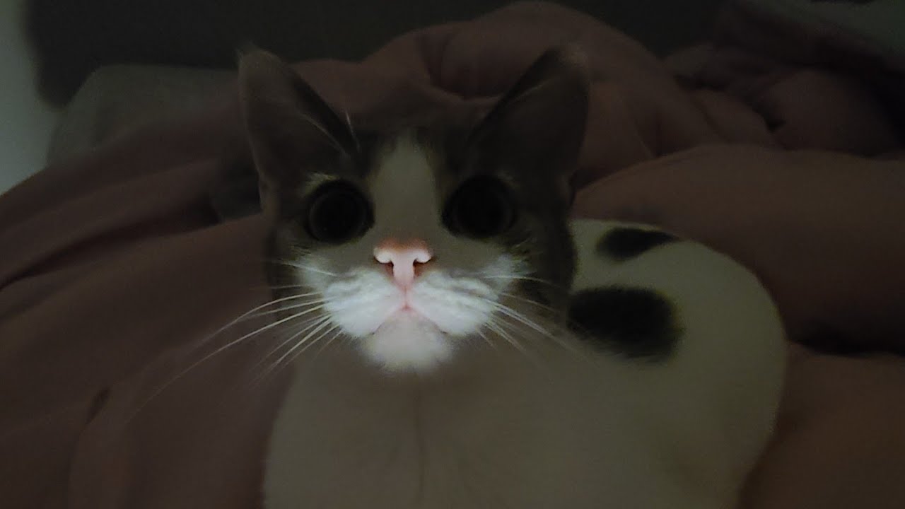 spooky cat - YouTube