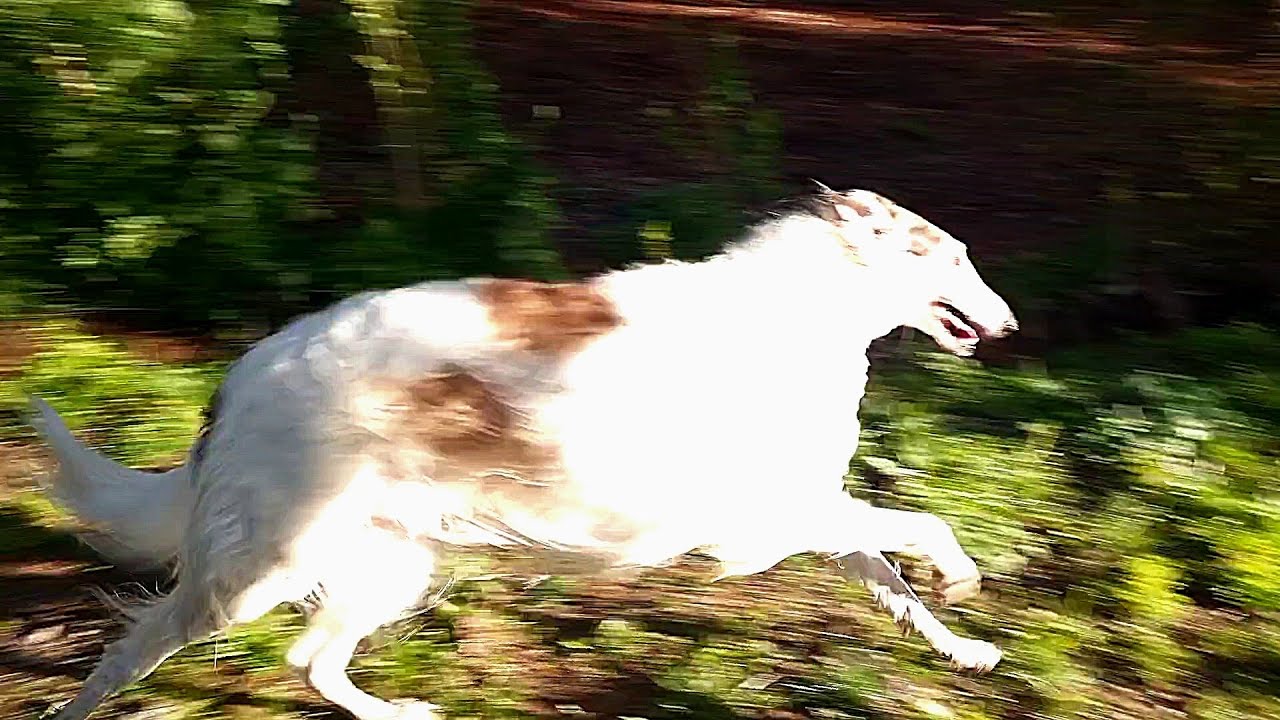 Arlo the Borzoi dog || Pleasant stroll with my GIANT Borzoi dog ...